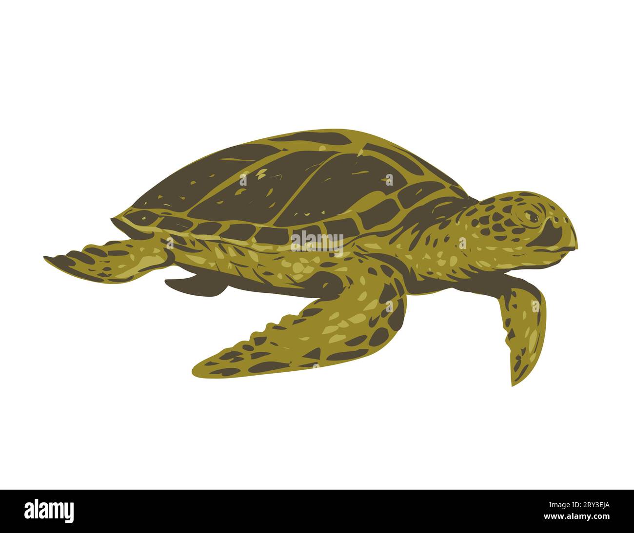 WPA poster art of a green sea turtle, also known as the green turtle ...