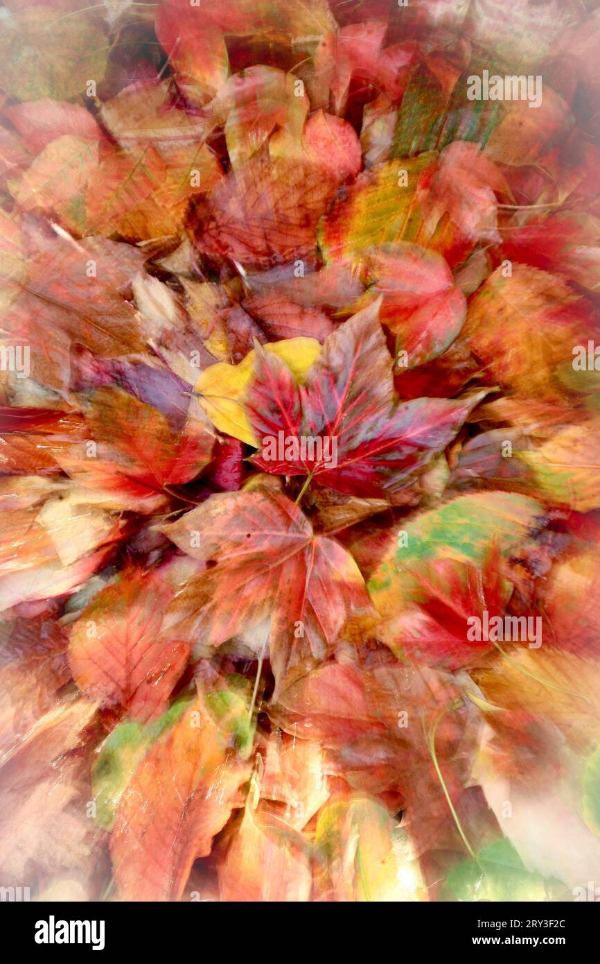 Autumn leaf collage Stock Photo - Alamy
