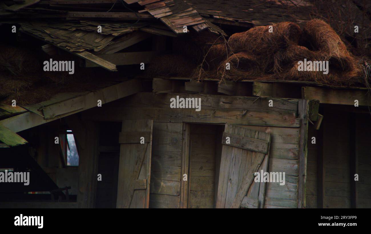 Ruins of a decrepit old barn with 50 years-old hay bales now exposed to ...