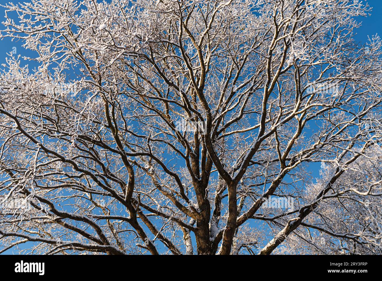 Snowfall crown hi-res stock photography and images - Alamy