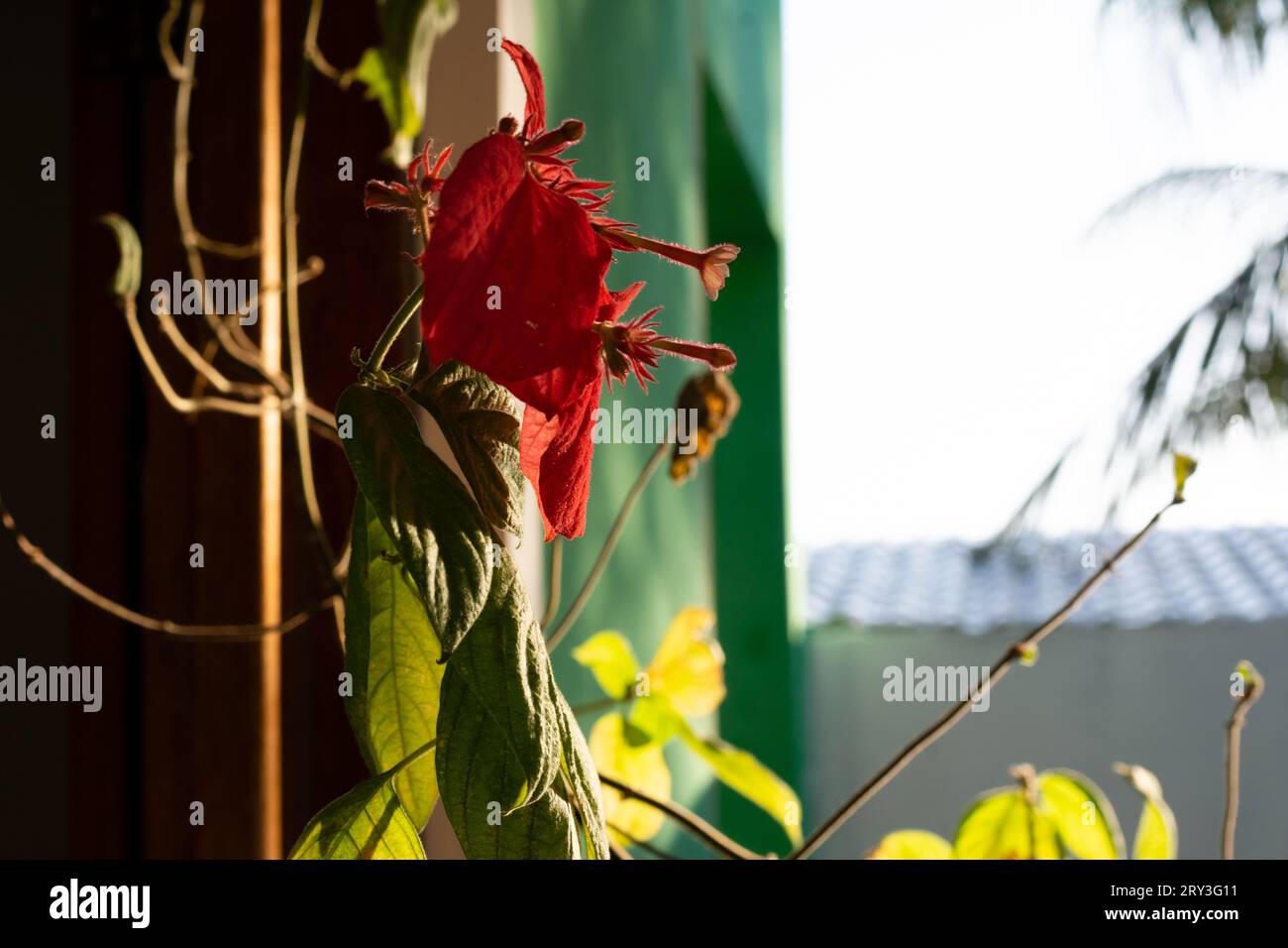 Red flower with green leaves of a plant receiving late afternoon light ...