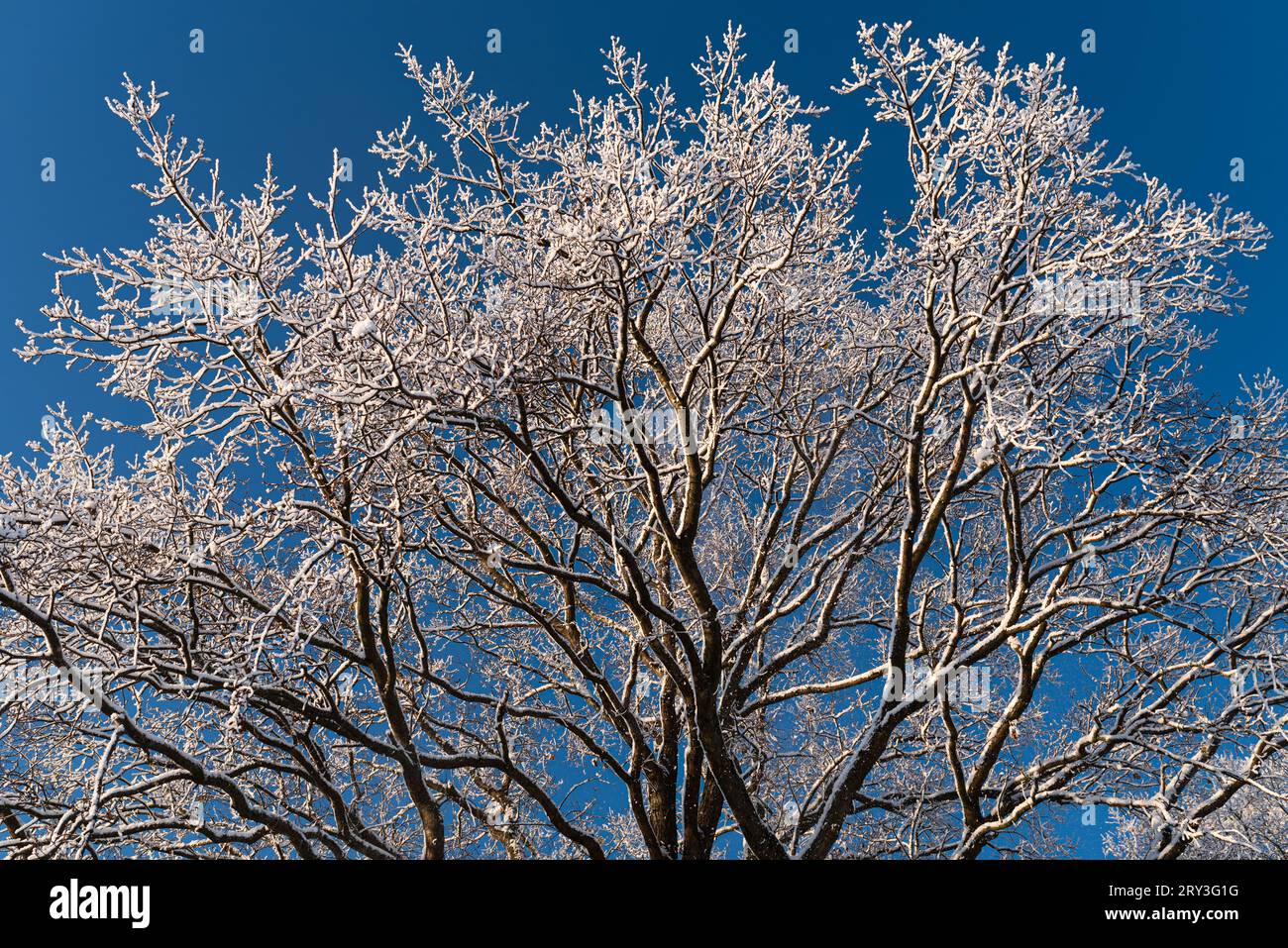 Tree top branches covered hi-res stock photography and images - Alamy