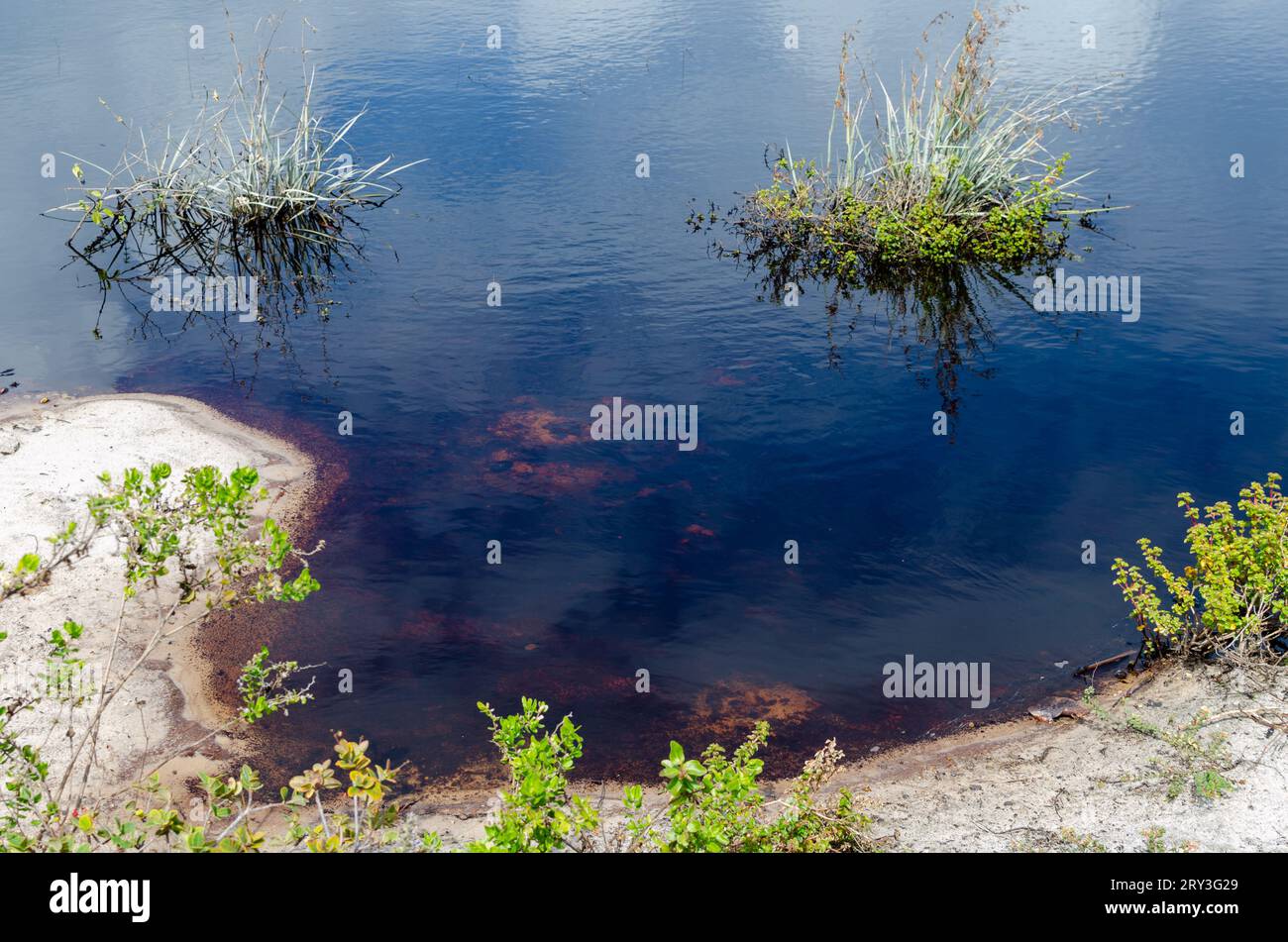 Dark water of a preserved lagoon. Environment and ecosystem. Salvador ...