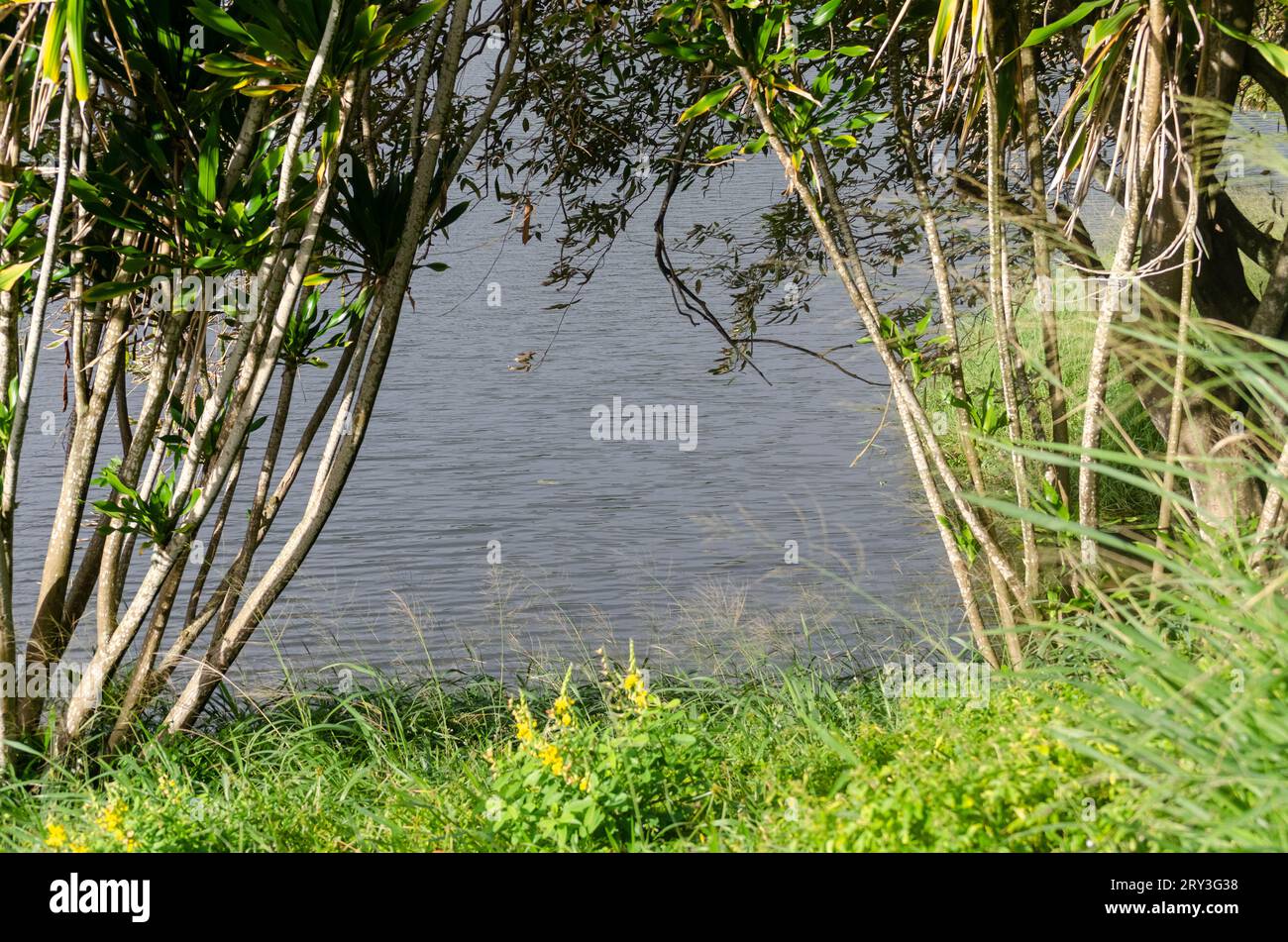 Shore of a lagoon with trees around. Preserved environment Stock Photo ...