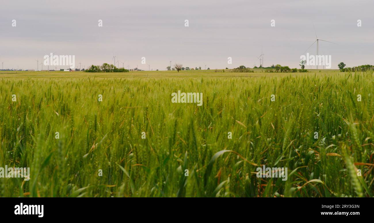 Distant wind turbines tower above a green wheat field that sways with ...