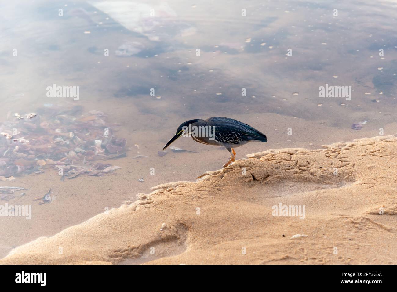Bird punching on the beach rocks hunting fish. Preserved environment ...