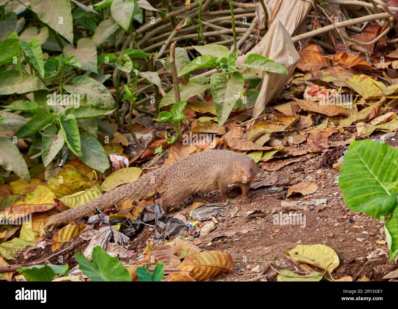 Indian grey mongoose Stock Photo - Alamy Indian grey mongoose Stock Photo - Alamy