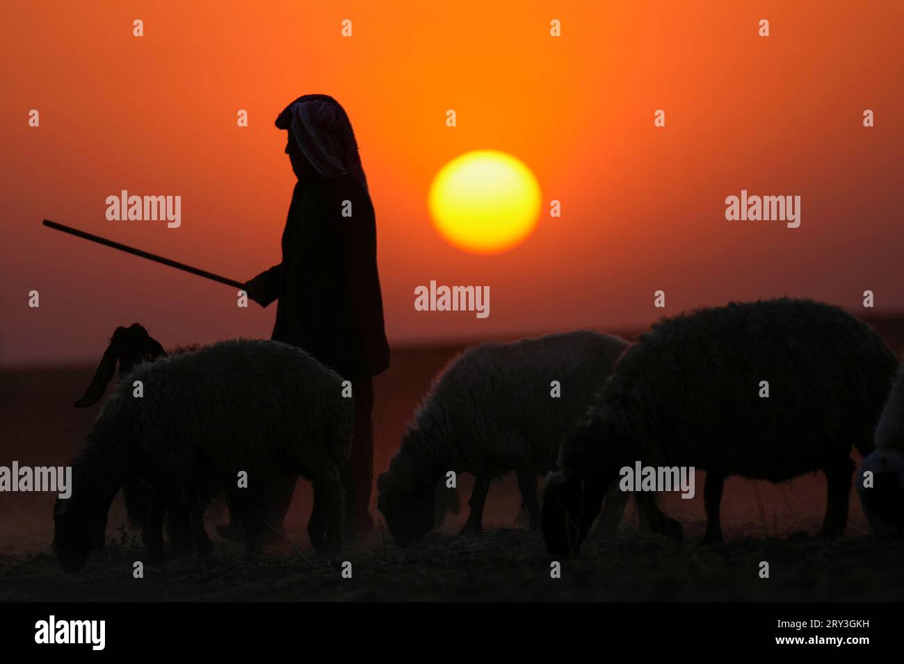 An Iraqi shepherd herds sheep and goats as the sun sets on the ...