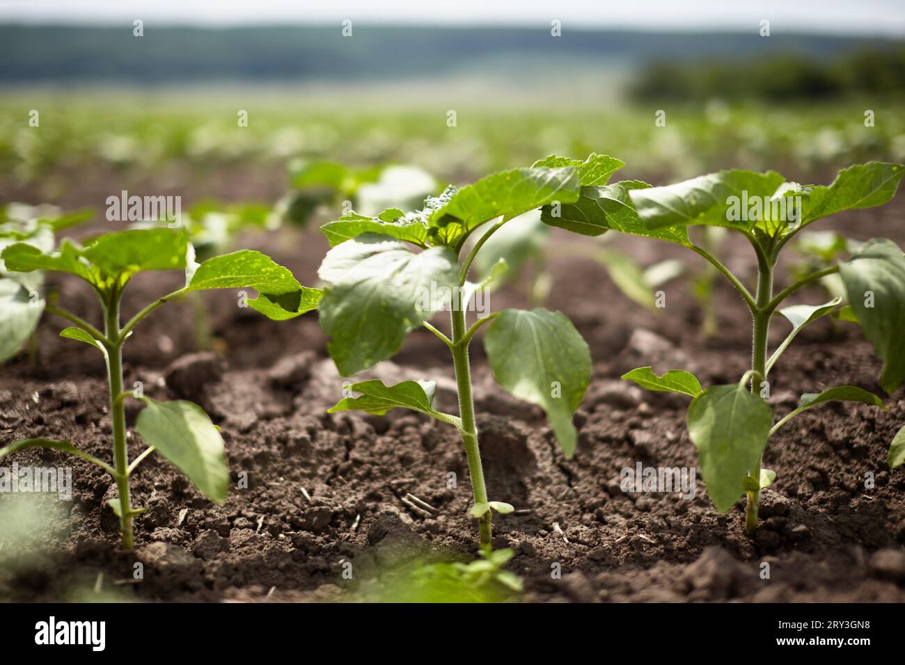 Young sunflowers sprouted on the black soil. Agricultural crops. Plant ...