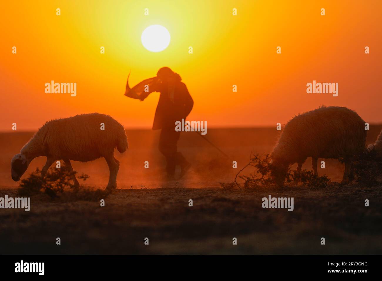 An Iraqi shepherd herds sheep and goats as the sun sets on the ...