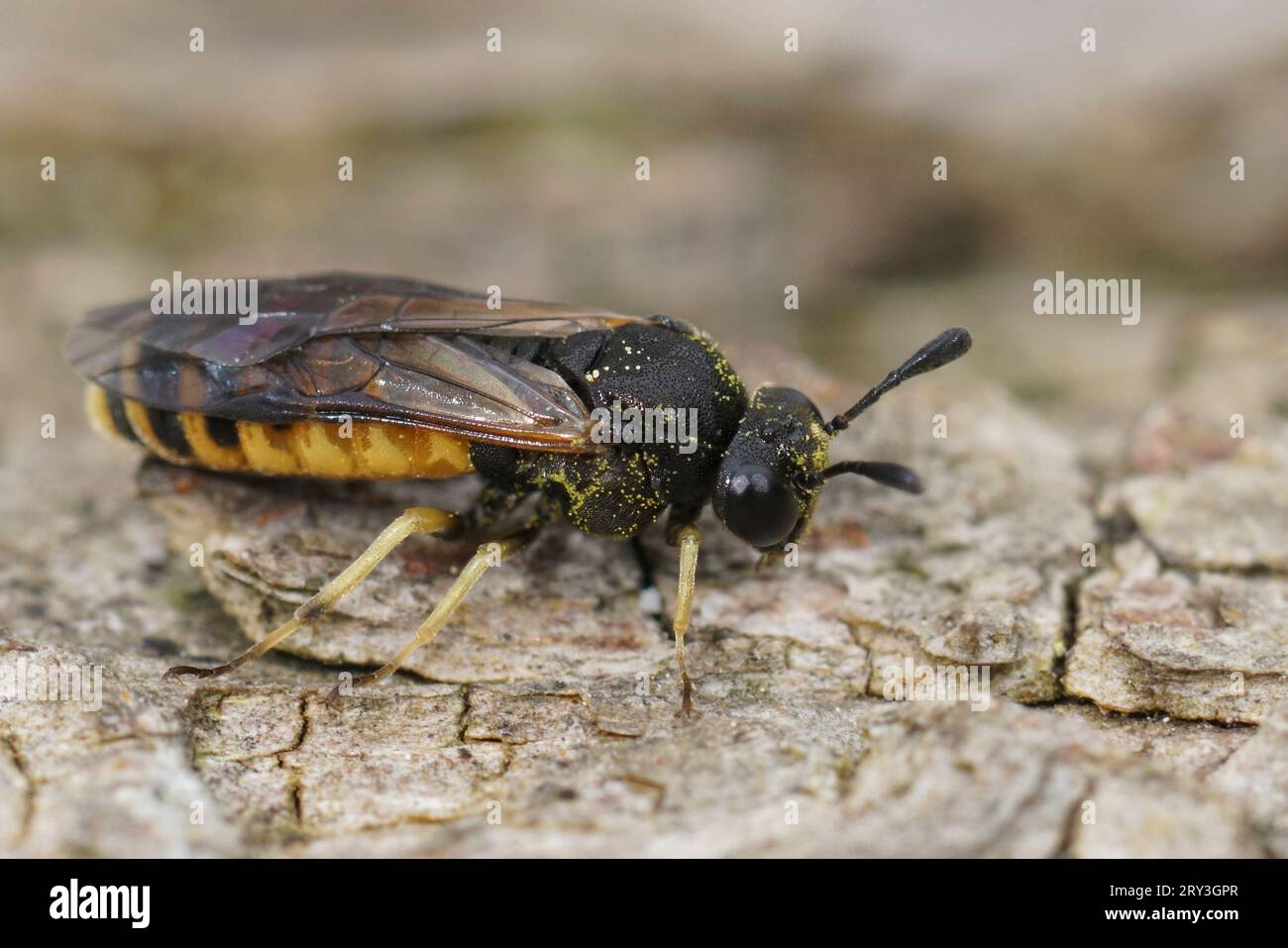 Natural closeup on a small dark parasite sawfly species, Corynis ...