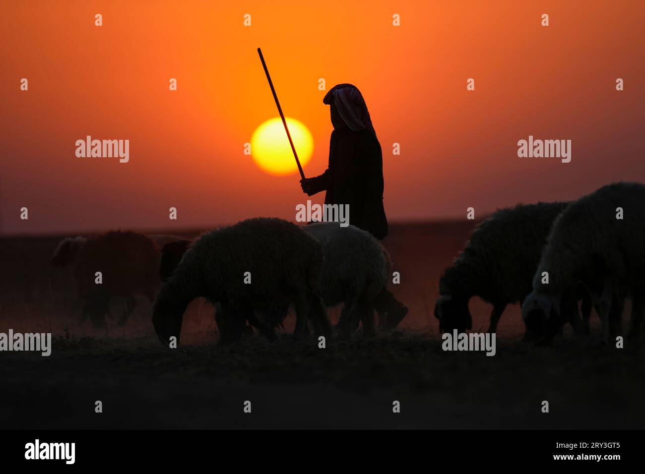 An Iraqi shepherd herds sheep and goats as the sun sets on the ...