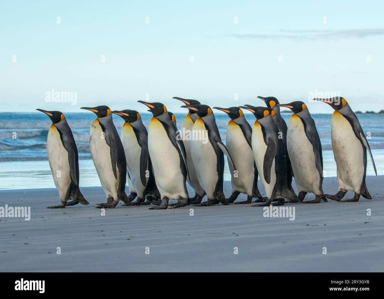 Flock of penguin hi-res stock photography and images - Alamy