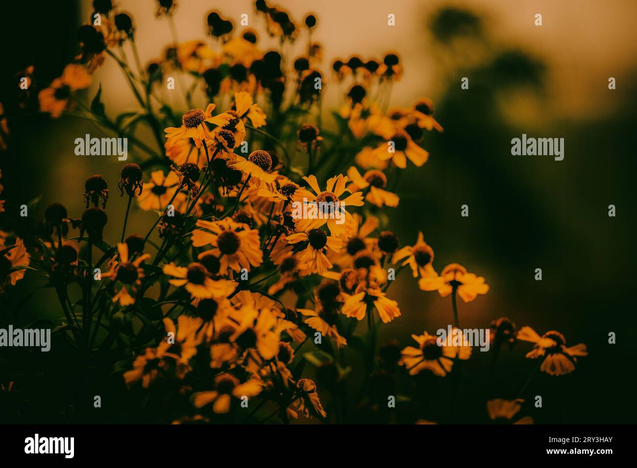 In the twilight of the night, fading yellow flowers of a helenium are ...