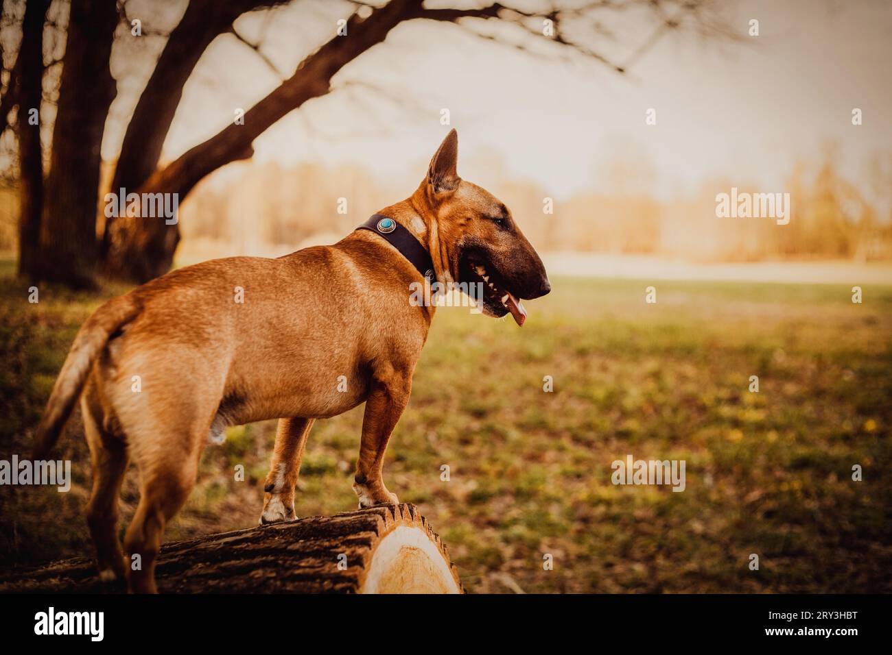 With a photograph of her bull terrier hi-res stock photography and ...