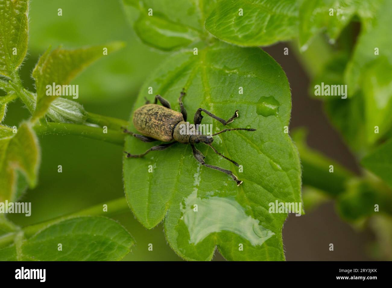 Phyllobius glaucus Family Curculionidae Genus Phyllobius Weevil beetle ...