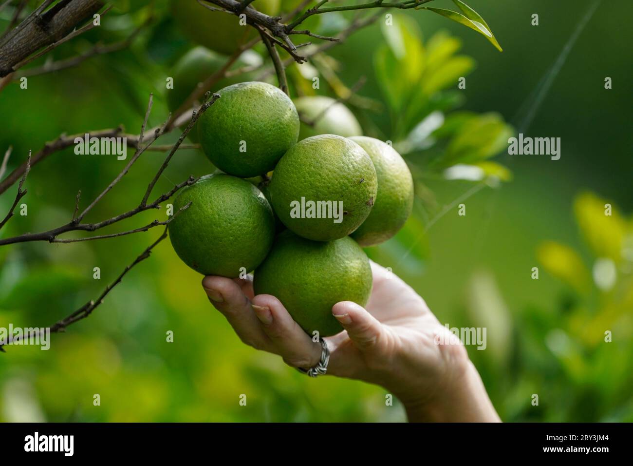 Kim Dillon, manager at Ben & Ben Becnel, Inc. shows off unripe oranges ...