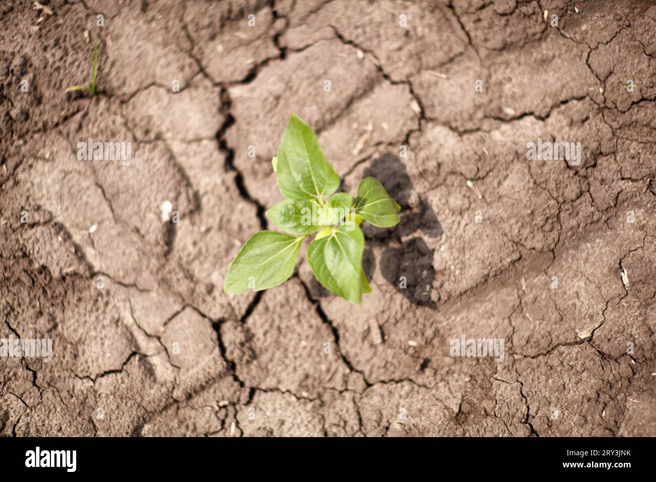 Sunflower sprouts through dry ground Stock Photo - Alamy