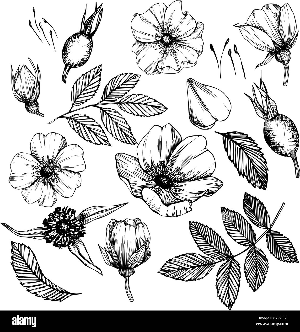 Wild rose flowers and berries, medicinal herb line art drawing. Outline ...