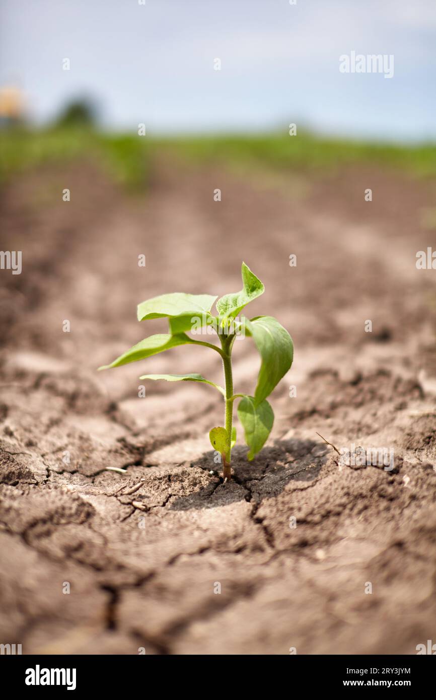 Sunflowers sprout through the dry ground Stock Photo - Alamy