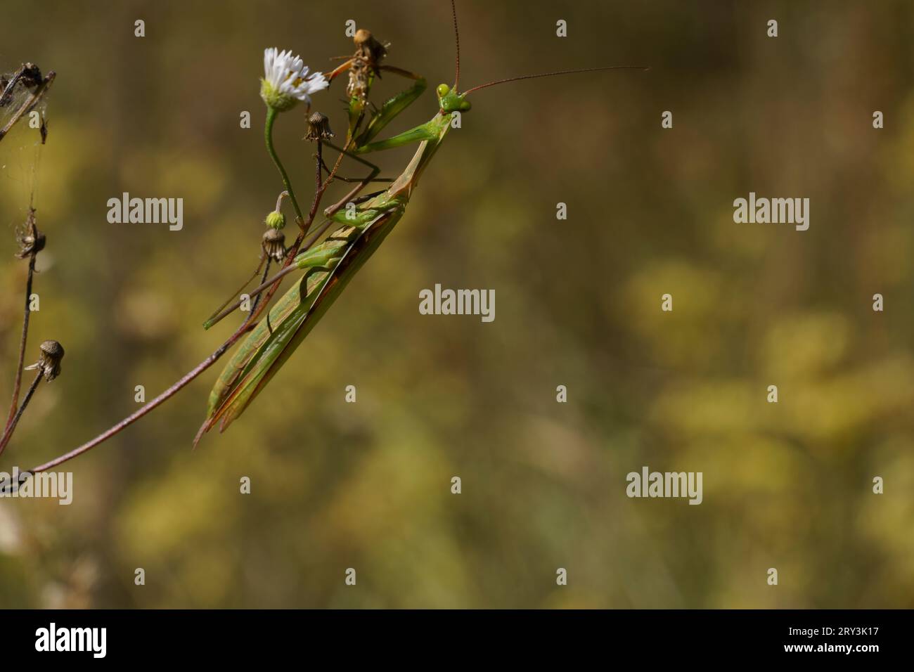 Mantis religiosa Family Mantidae Genus Mantis European mantis Praying ...