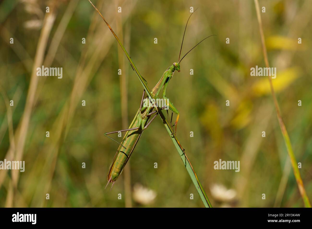 Mantis religiosa Family Mantidae Genus Mantis European mantis Praying ...