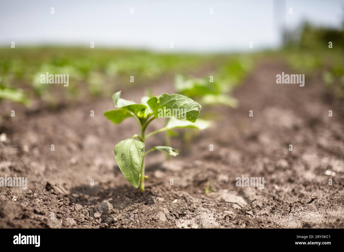 Sunflower sprouts through dry ground Stock Photo - Alamy