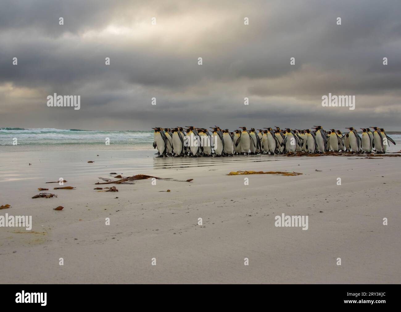 Falklands islands penguins hi-res stock photography and images - Alamy