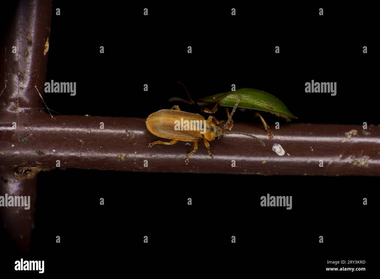 Genus galerucella hi-res stock photography and images - Alamy