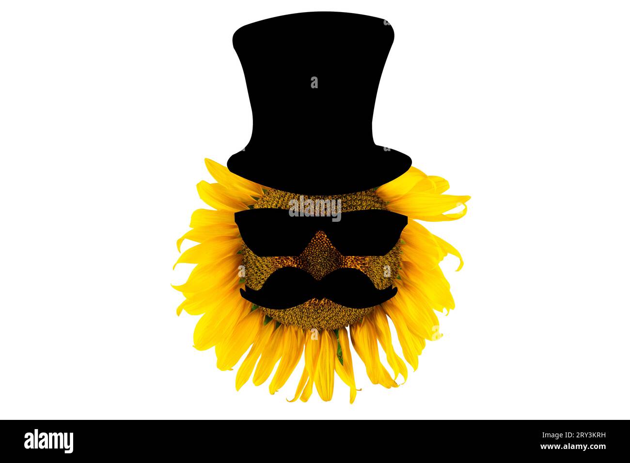 Yellow sunflower in a hat, sunglasses and mustache (close-up), isolated ...