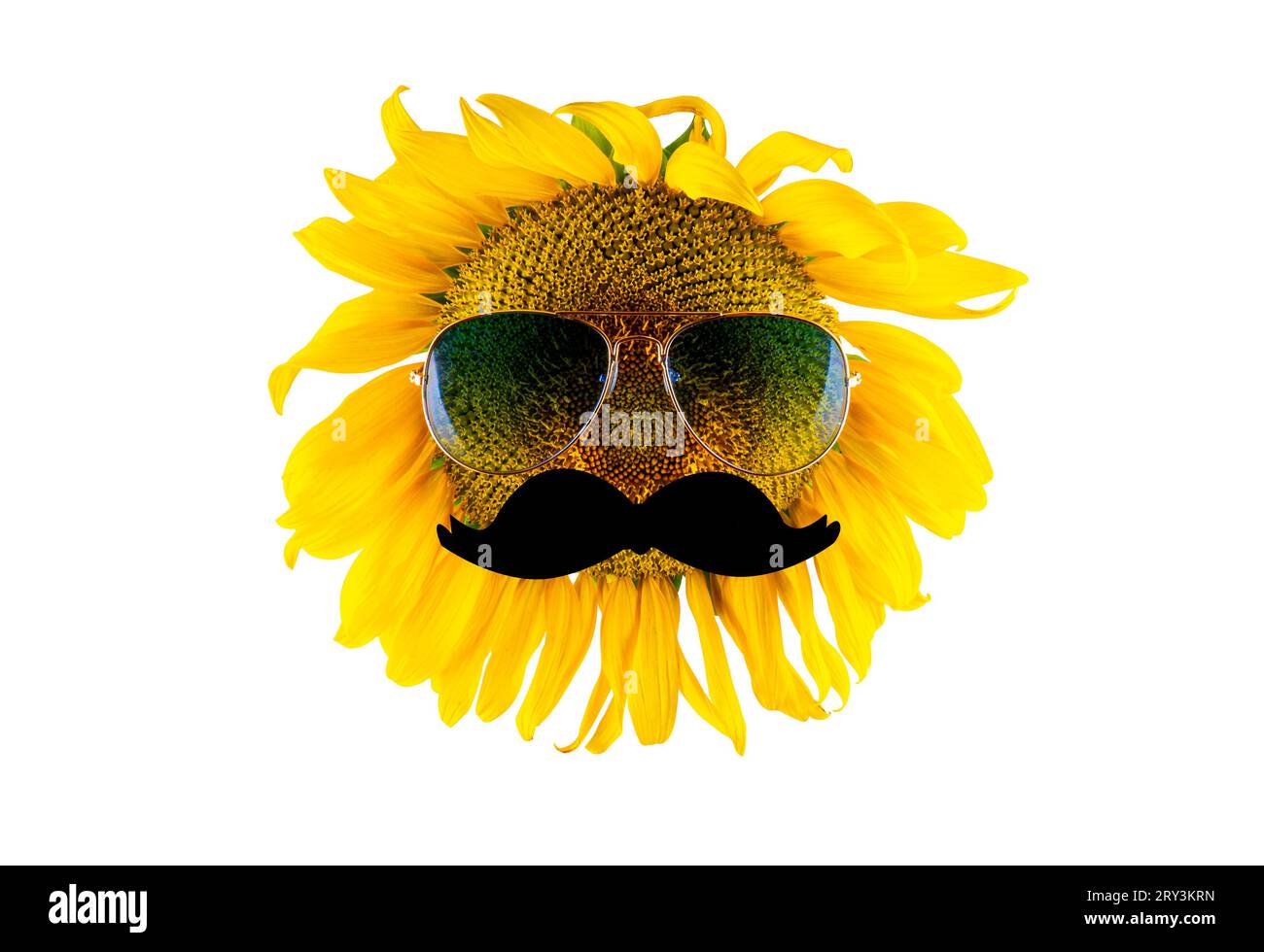 Blooming yellow sunflower with glasses and mustache (close-up ...