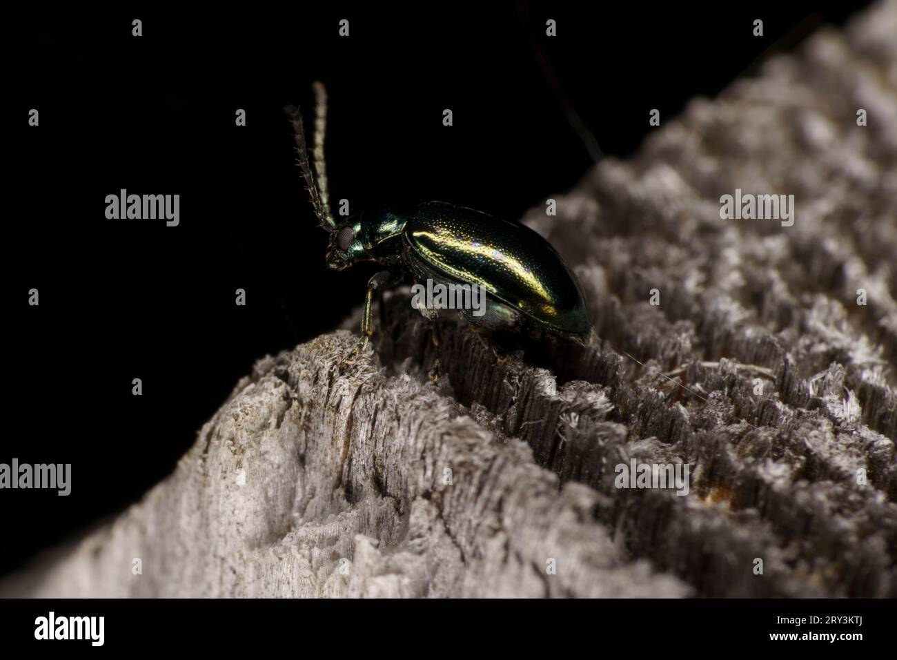 Crepidodera plutus Family Chrysomelidae Genus Crepidodera bug-beetle ...
