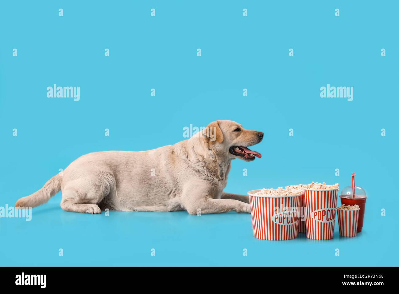 Cute Labrador dog with popcorn buckets and cup of soda lying on blue ...