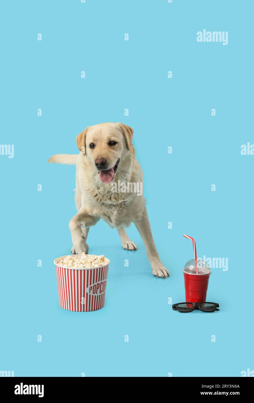 Cute Labrador dog with popcorn bucket, cup of soda and 3D cinema ...