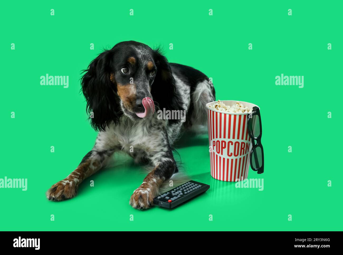 Cute cocker spaniel dog with bucket of popcorn, 3D cinema glasses and TV remote lying on green ...