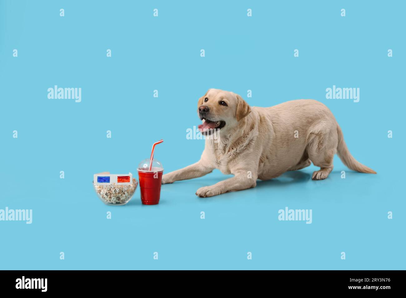 Cute Labrador dog with bowl of popcorn, soda and 3D cinema glasses ...