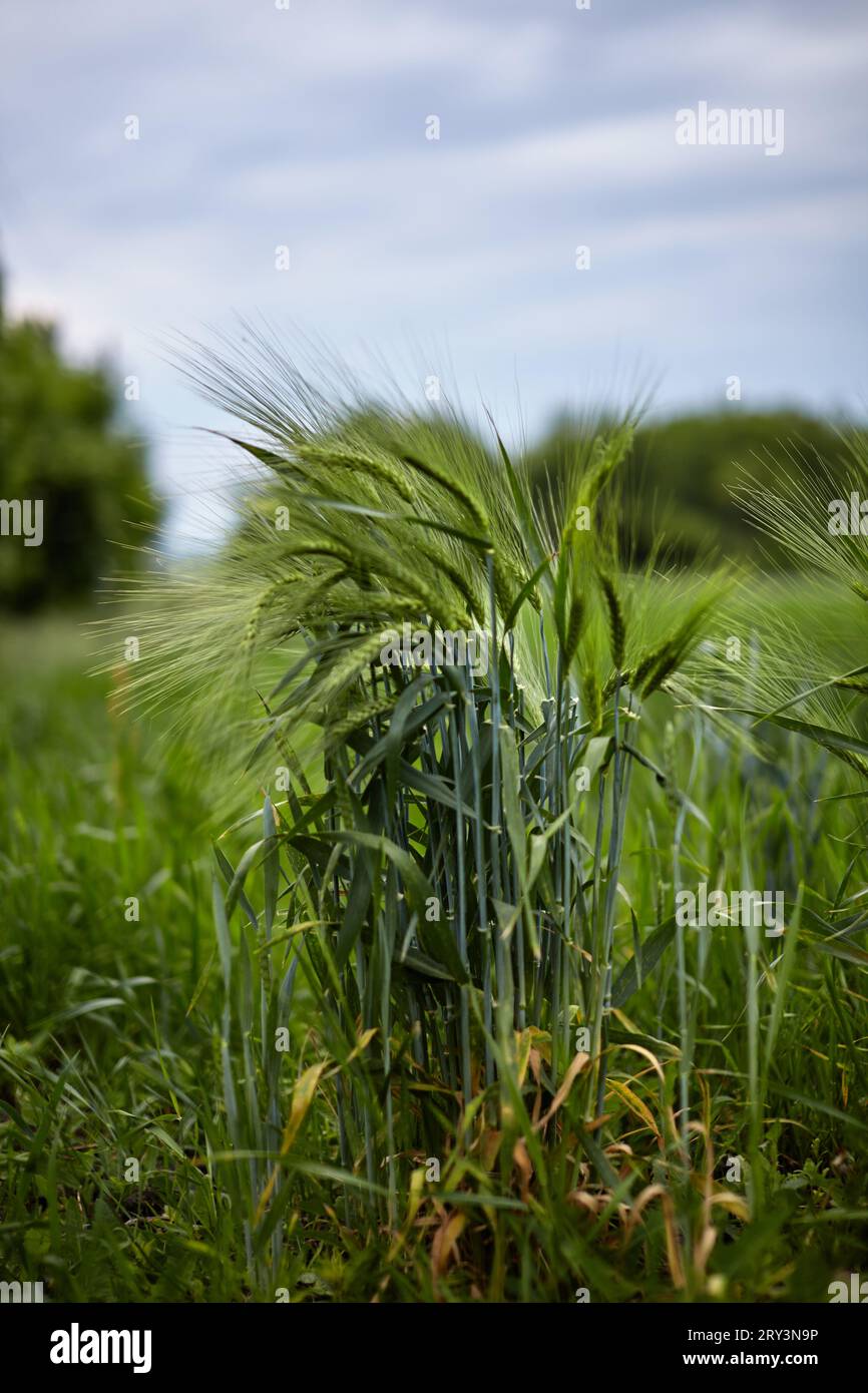 Stalks of green young barley Stock Photo - Alamy