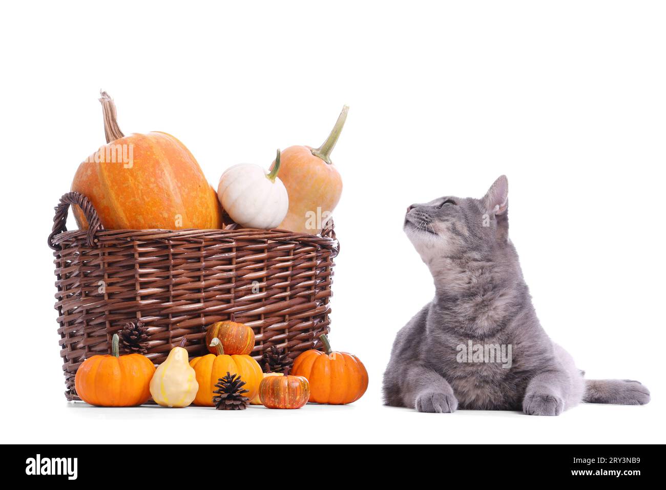 Cute cat and wicker basket with pumpkins on white background ...