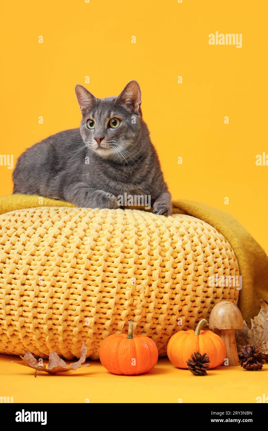 Cute cat on pouf with pumpkins against yellow background. Thanksgiving ...