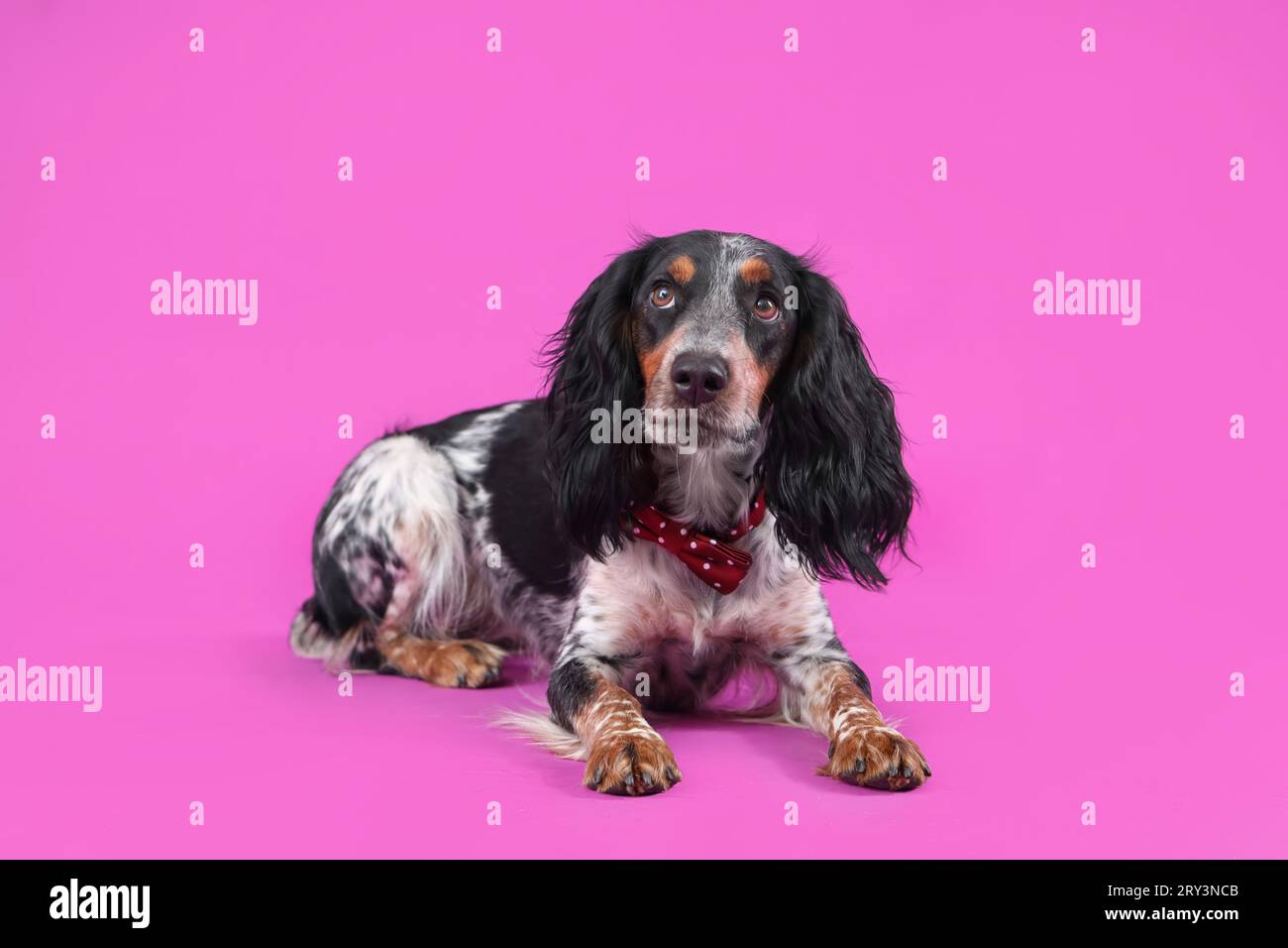 Cute cocker spaniel with bow tie lying on purple background Stock Photo ...