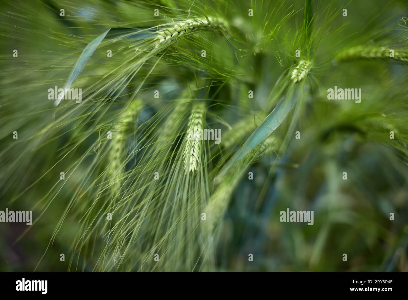 Young wheat stalks hi-res stock photography and images - Alamy