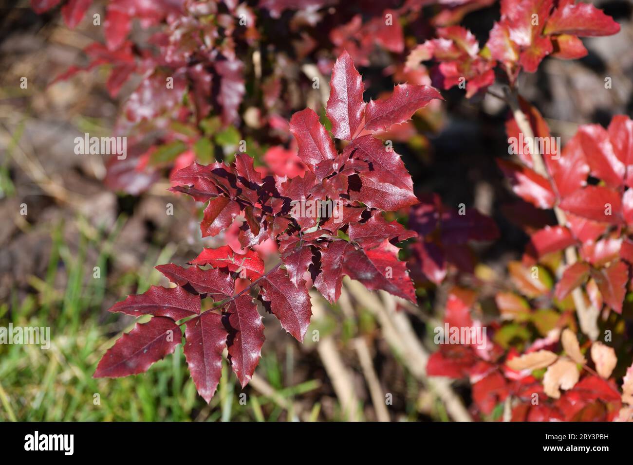 Shrub with red leaves hi-res stock photography and images - Alamy