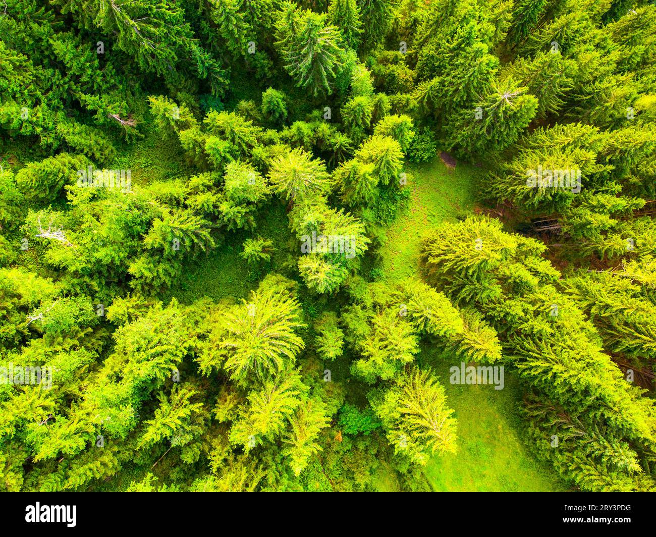 A lush, vibrant forest of conifers stands tall, offering a breathtaking ...