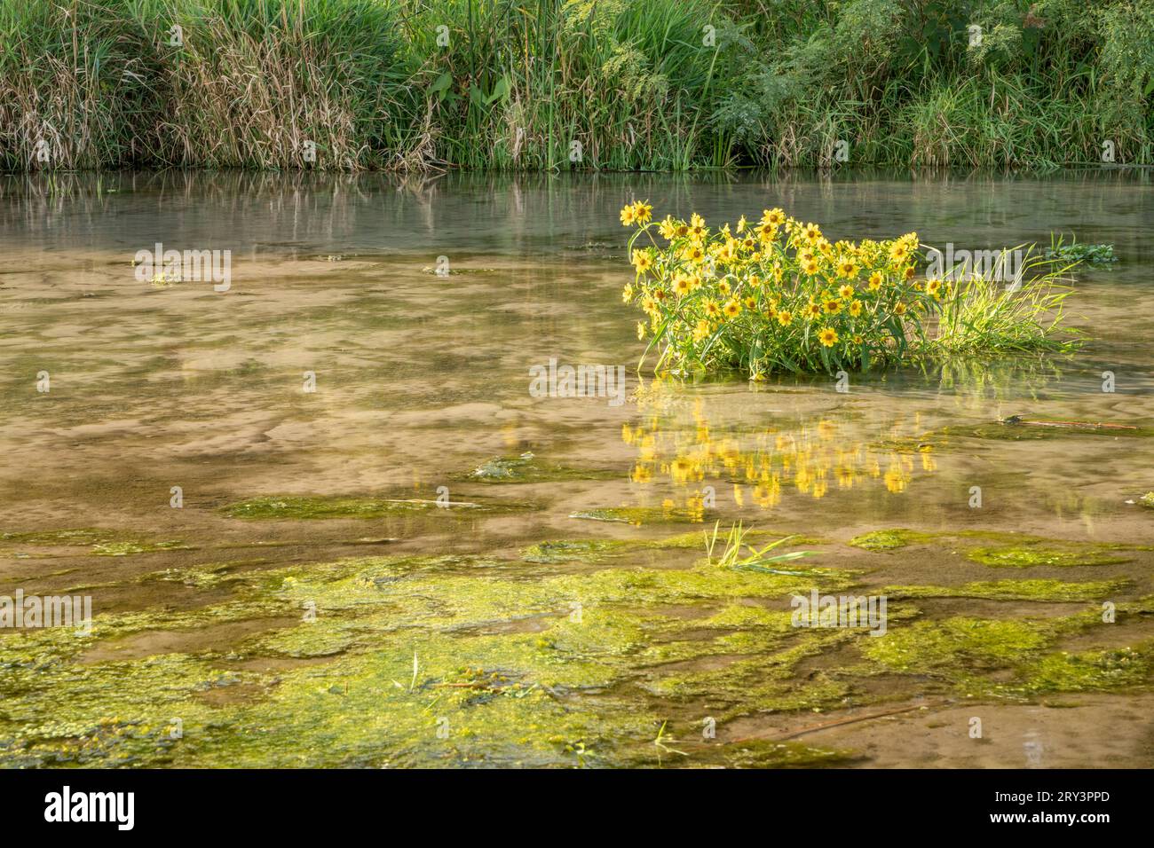 yellow sunflowers on a sandbar - Dismal River at Nebraska National ...
