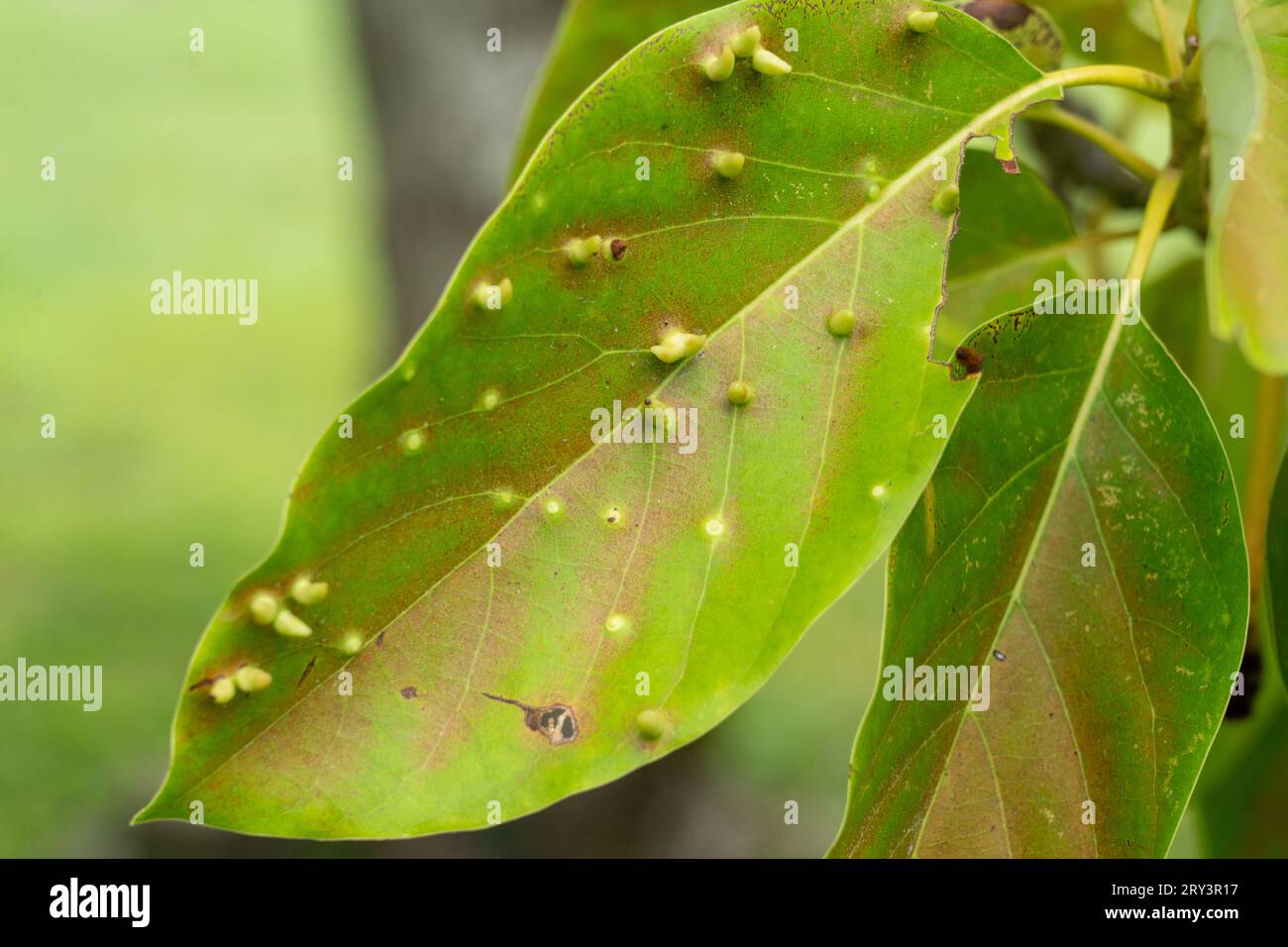 Spindle galls on an avocado tree leaf caused by eriophyid mites in the ...