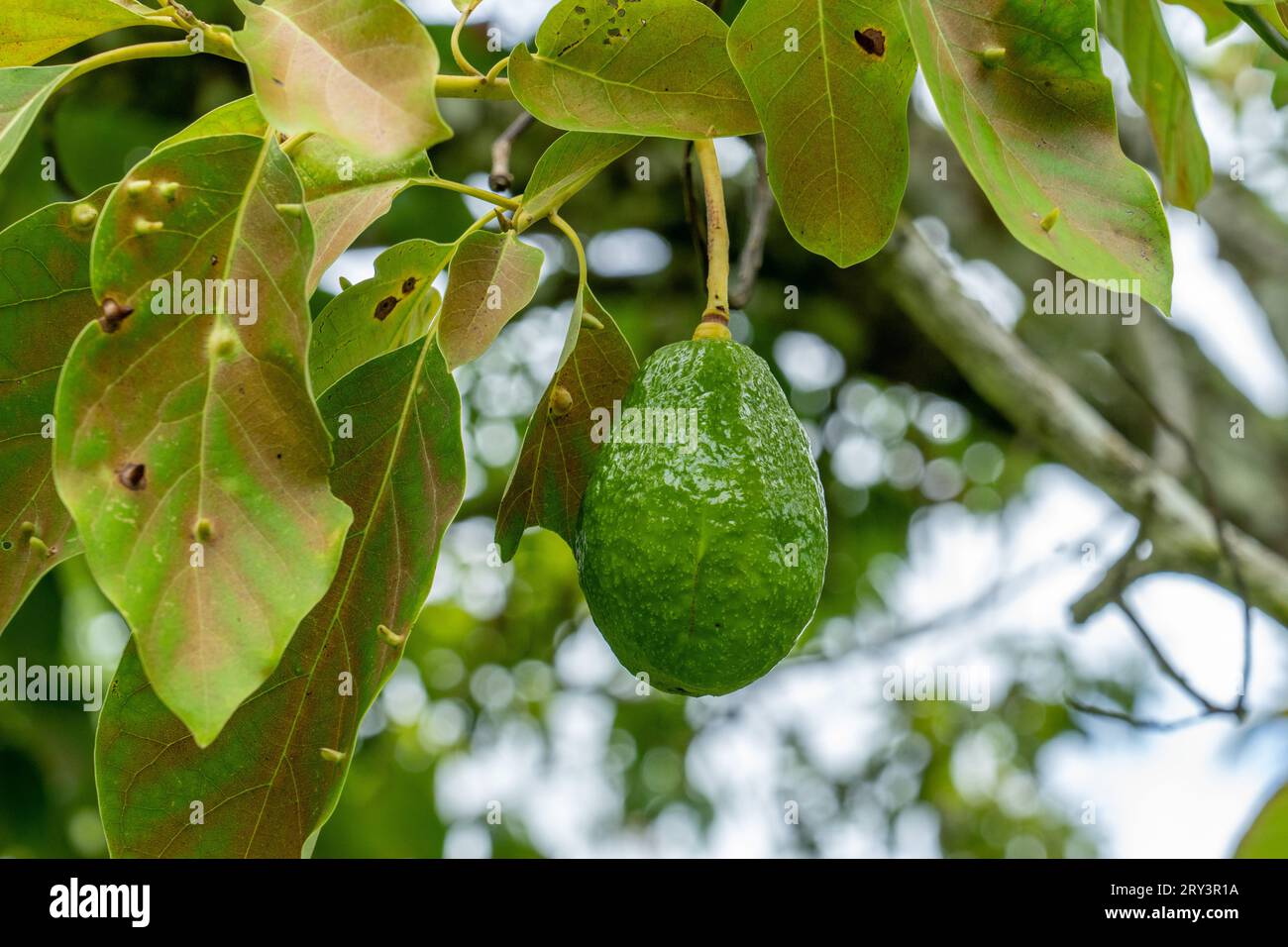 Fruit growing an Avocado tree, Persea americana, in the Caracol ...