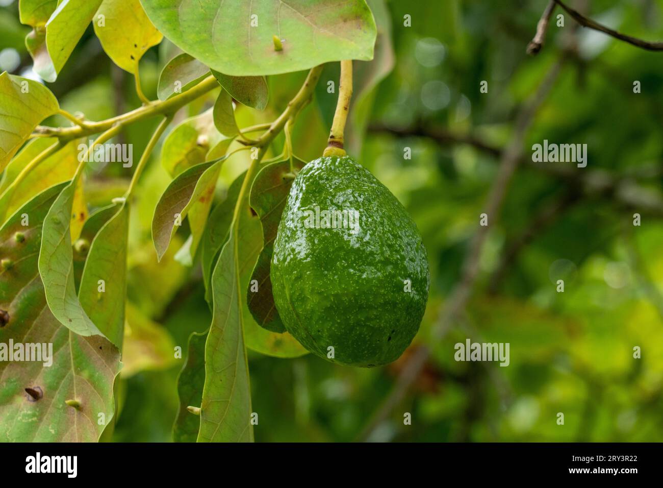 Fruit growing an Avocado tree, Persea americana, in the Caracol ...