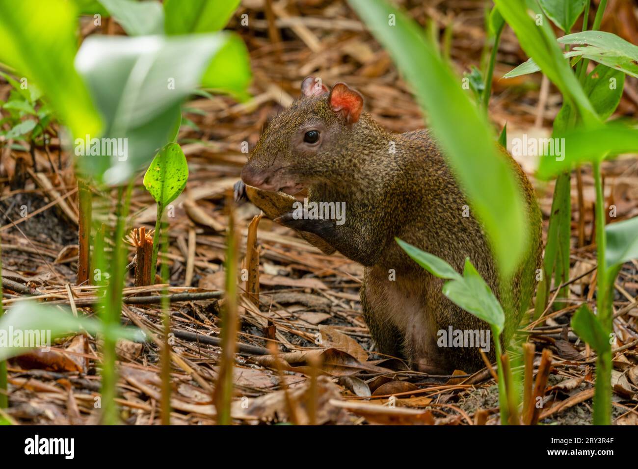 A wild Central American Agouti, Dasyprocta punctata, roaming the ...