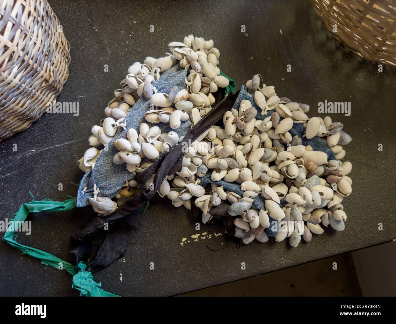 Sea shell rattles worn by dancers in the traditional Wanaragua dance in ...