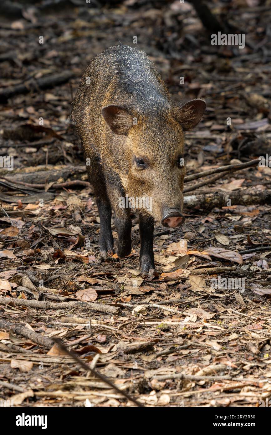 White-lipped Peccary, Tayassu pecari, in the Belize Zoo Stock Photo - Alamy
